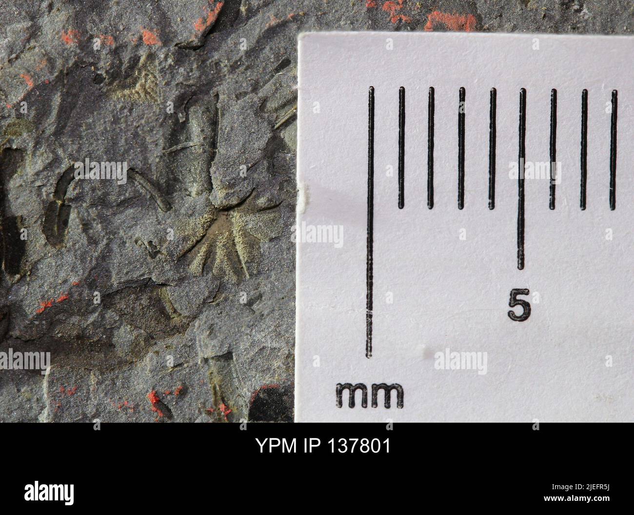 Eocystites primaevus animalia hi-res stock photography and images - Alamy