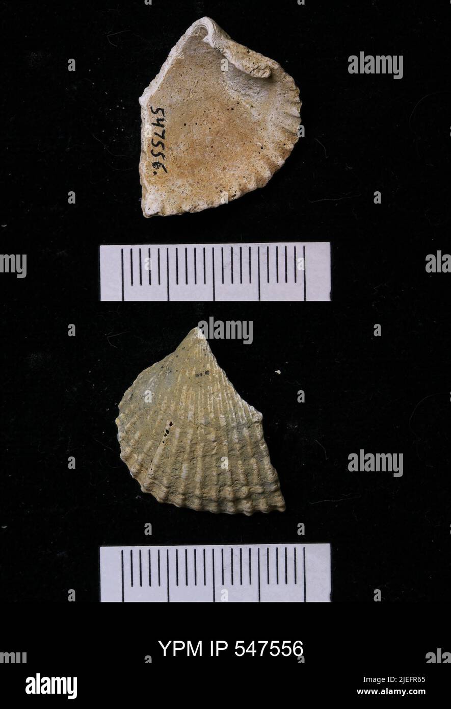 Scapharca transversa animalia hi-res stock photography and images - Alamy