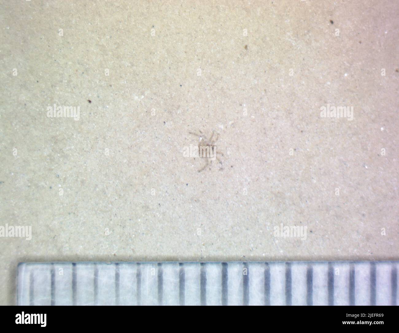 Undet araneae animalia hi-res stock photography and images - Alamy