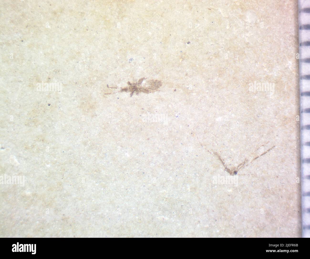 Undet heteroptera animalia hi-res stock photography and images - Alamy