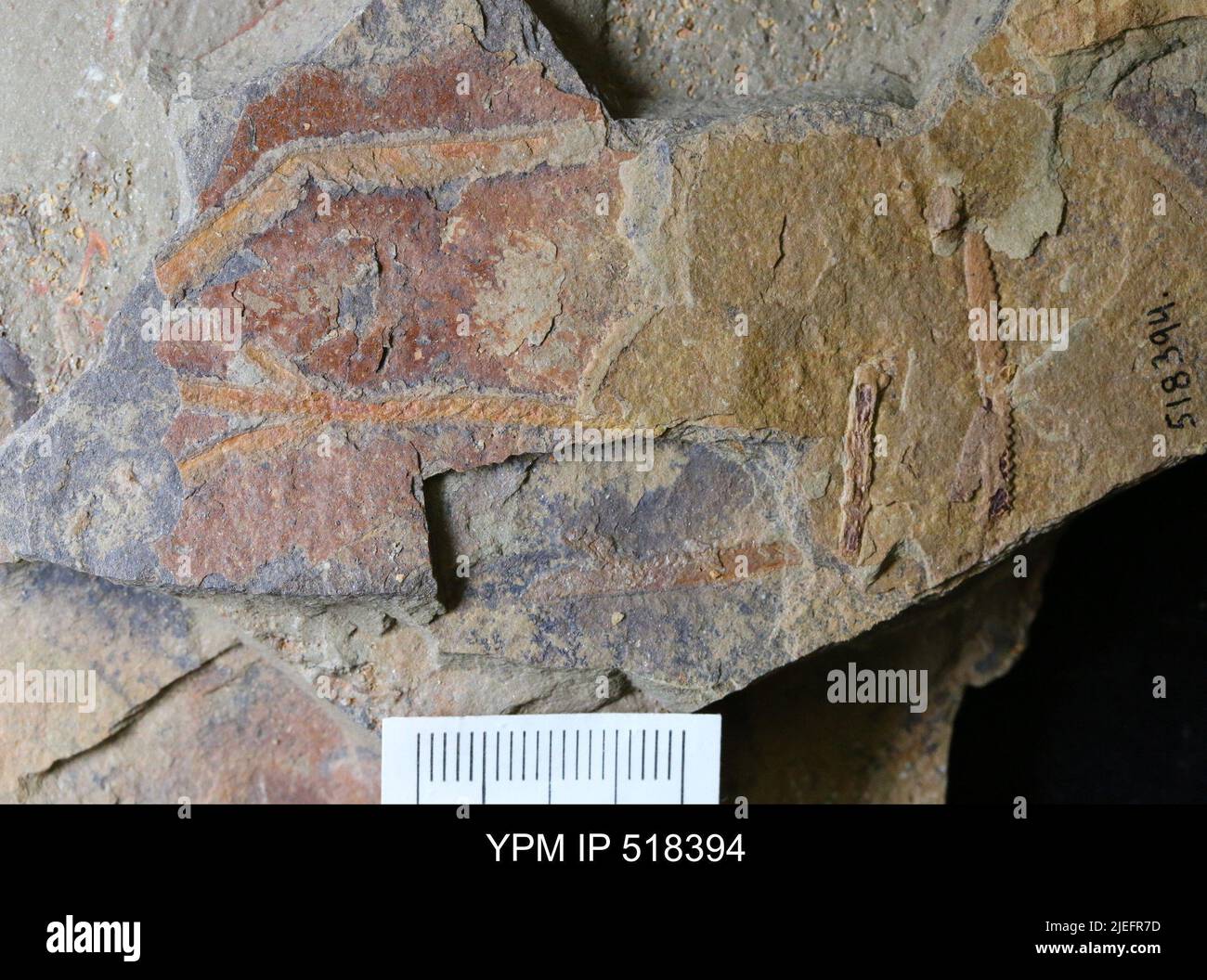 Graptolithina graptolites hi-res stock photography and images - Alamy