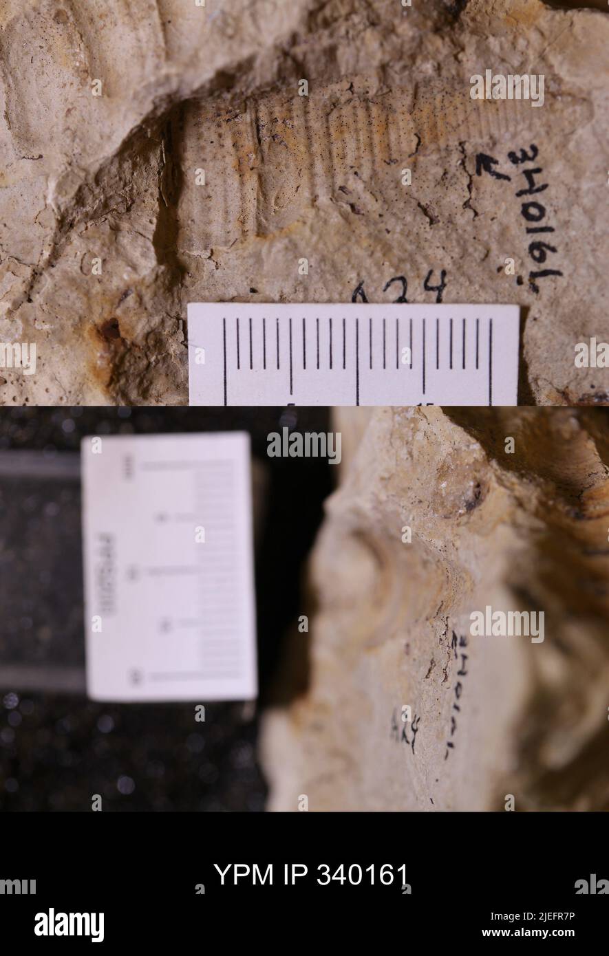 Turritella sp animalia hi-res stock photography and images - Alamy
