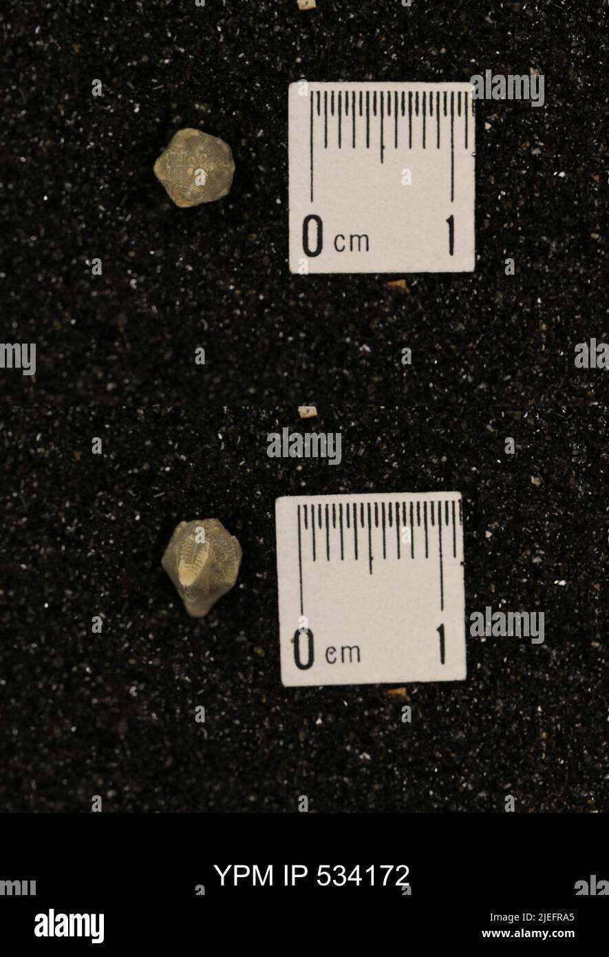 Pentremites hi-res stock photography and images - Alamy