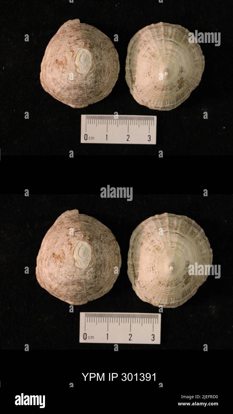 Patella sp hi-res stock photography and images - Alamy