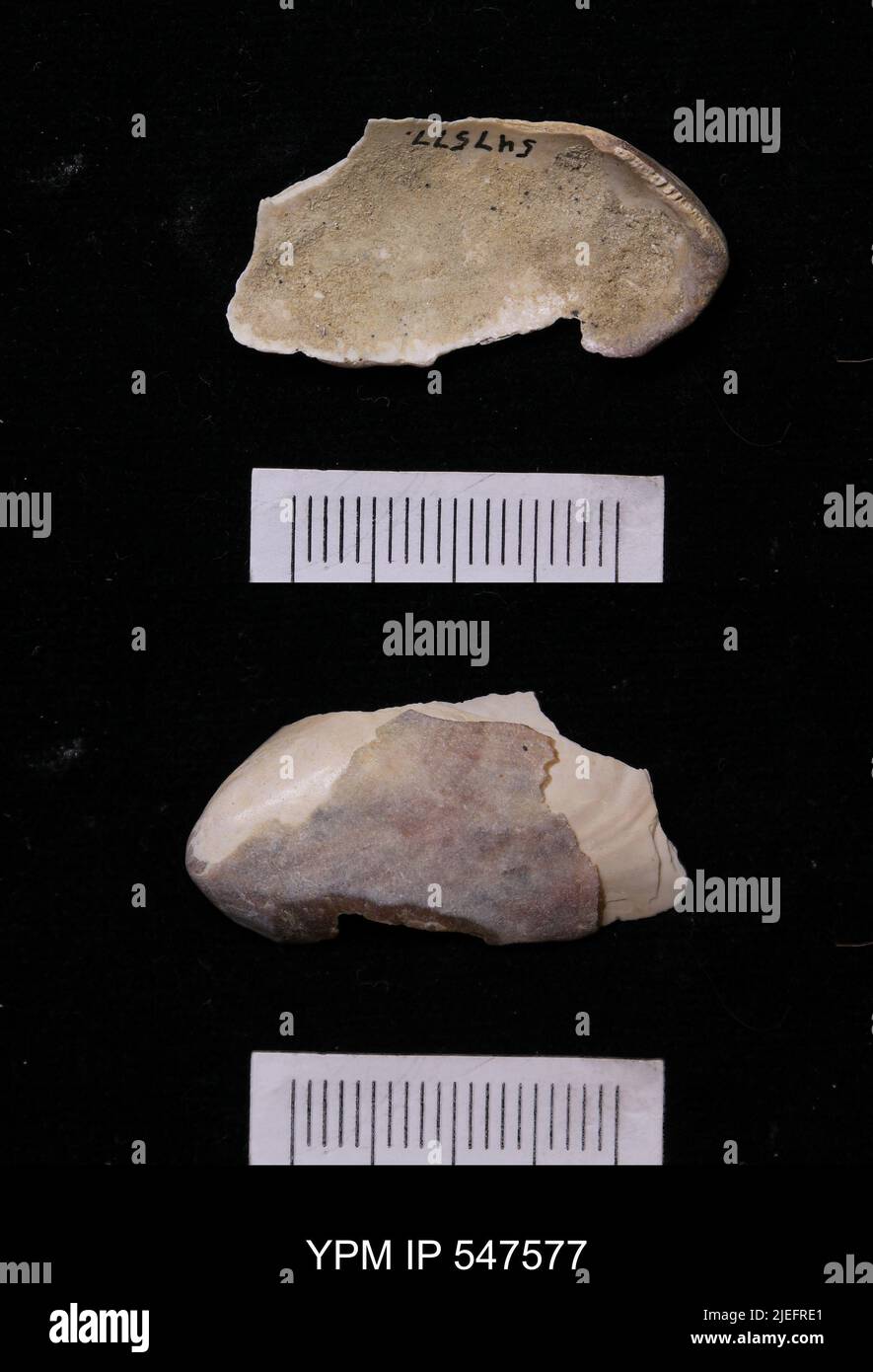 Modiola modiolus (Linnaeus, 1758 Stock Photo - Alamy