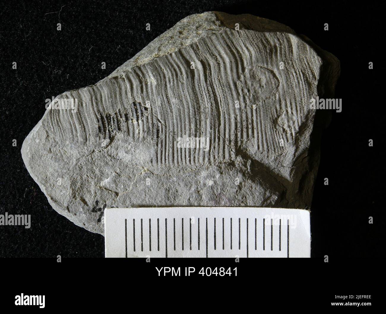 Conularia longa Hall, 1852 Stock Photo - Alamy