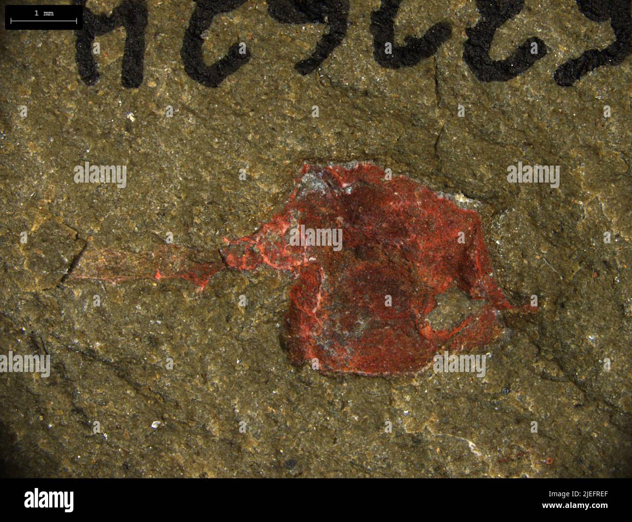 Homalozoa echinoderms hi-res stock photography and images - Alamy