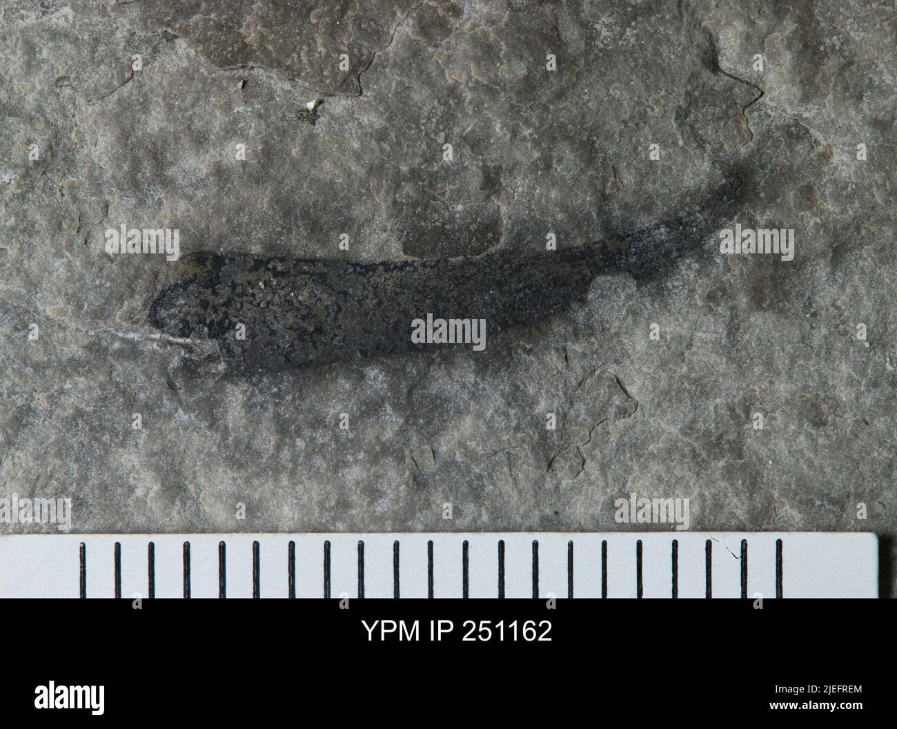 Cooksonia plants hi-res stock photography and images - Alamy