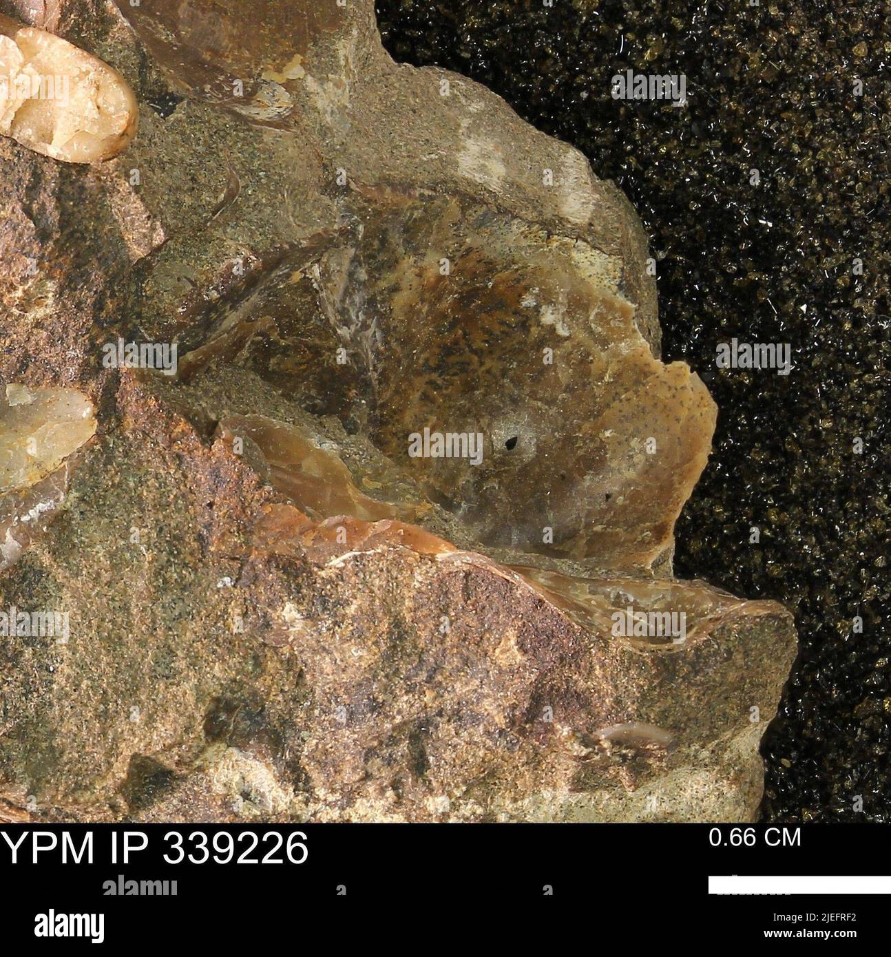 Phylum mollusca classification hi-res stock photography and images - Alamy