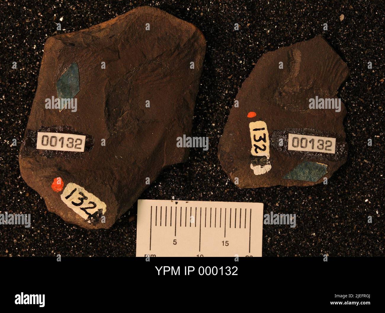 Miniatus hi-res stock photography and images - Alamy