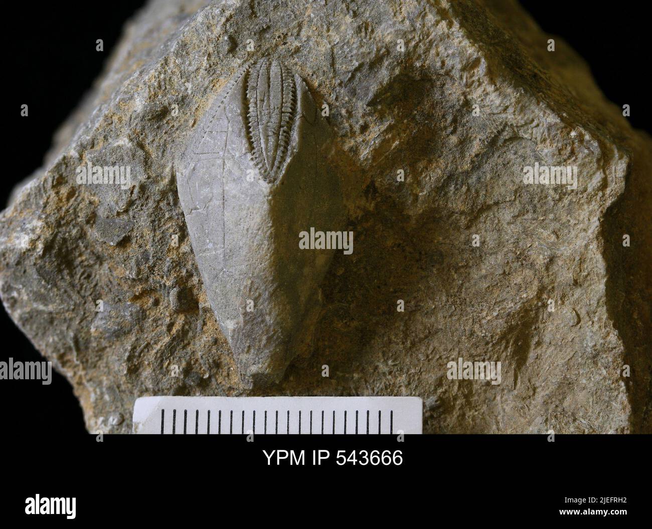 Pentremites pyriformis Say, 1825 Stock Photo - Alamy