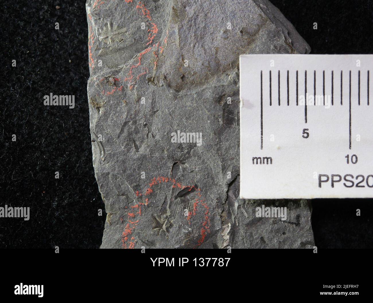 Eocystites primaevus animalia hi-res stock photography and images - Alamy