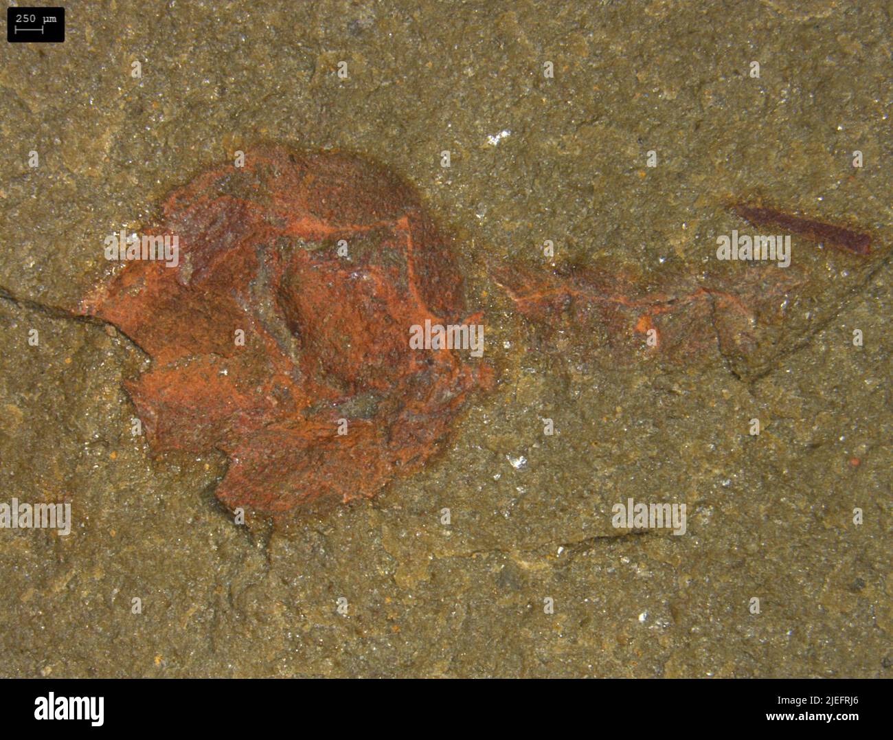 Xiphosurida hi-res stock photography and images - Alamy