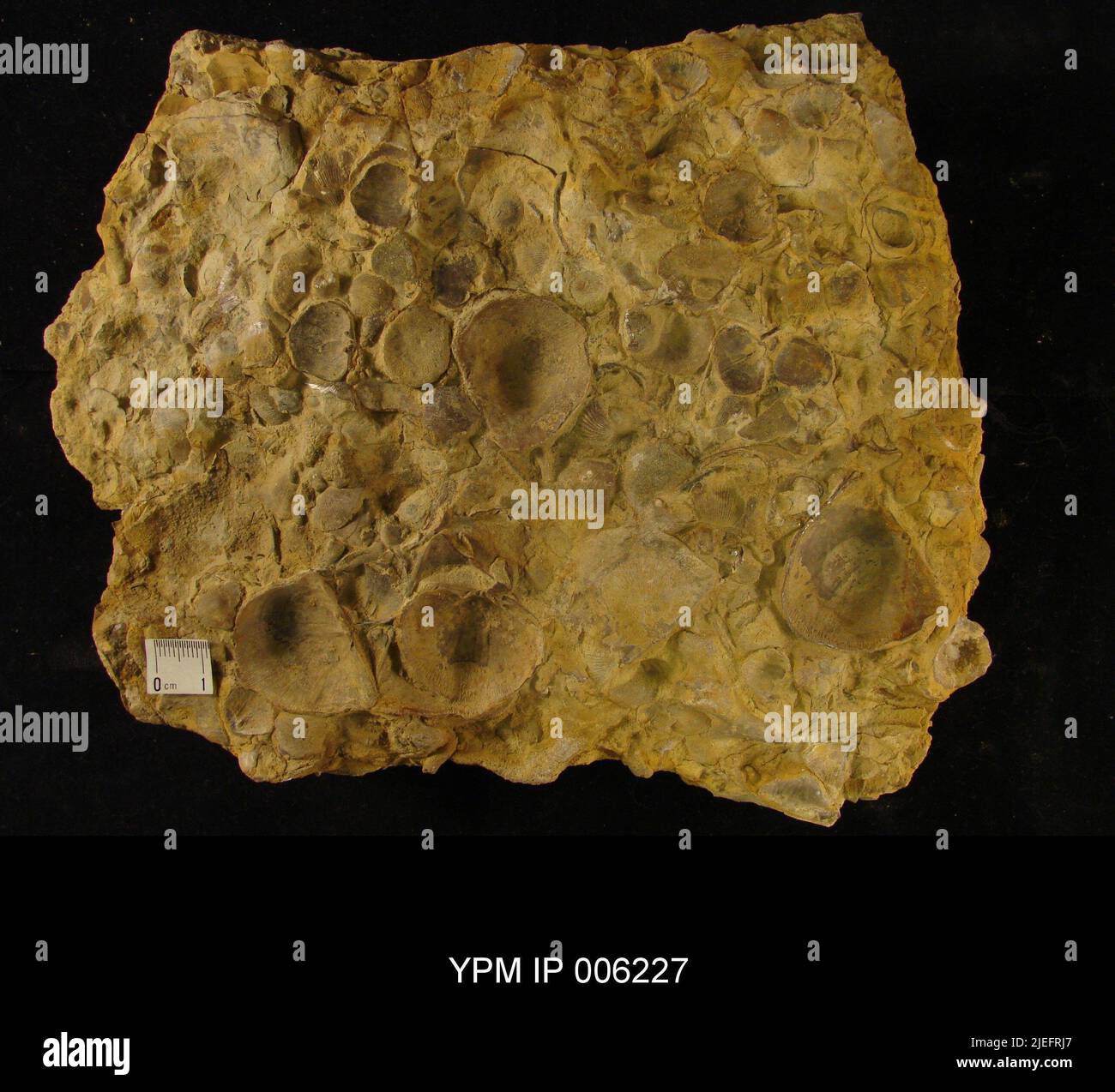 Undetermined strophomenates hi-res stock photography and images - Alamy