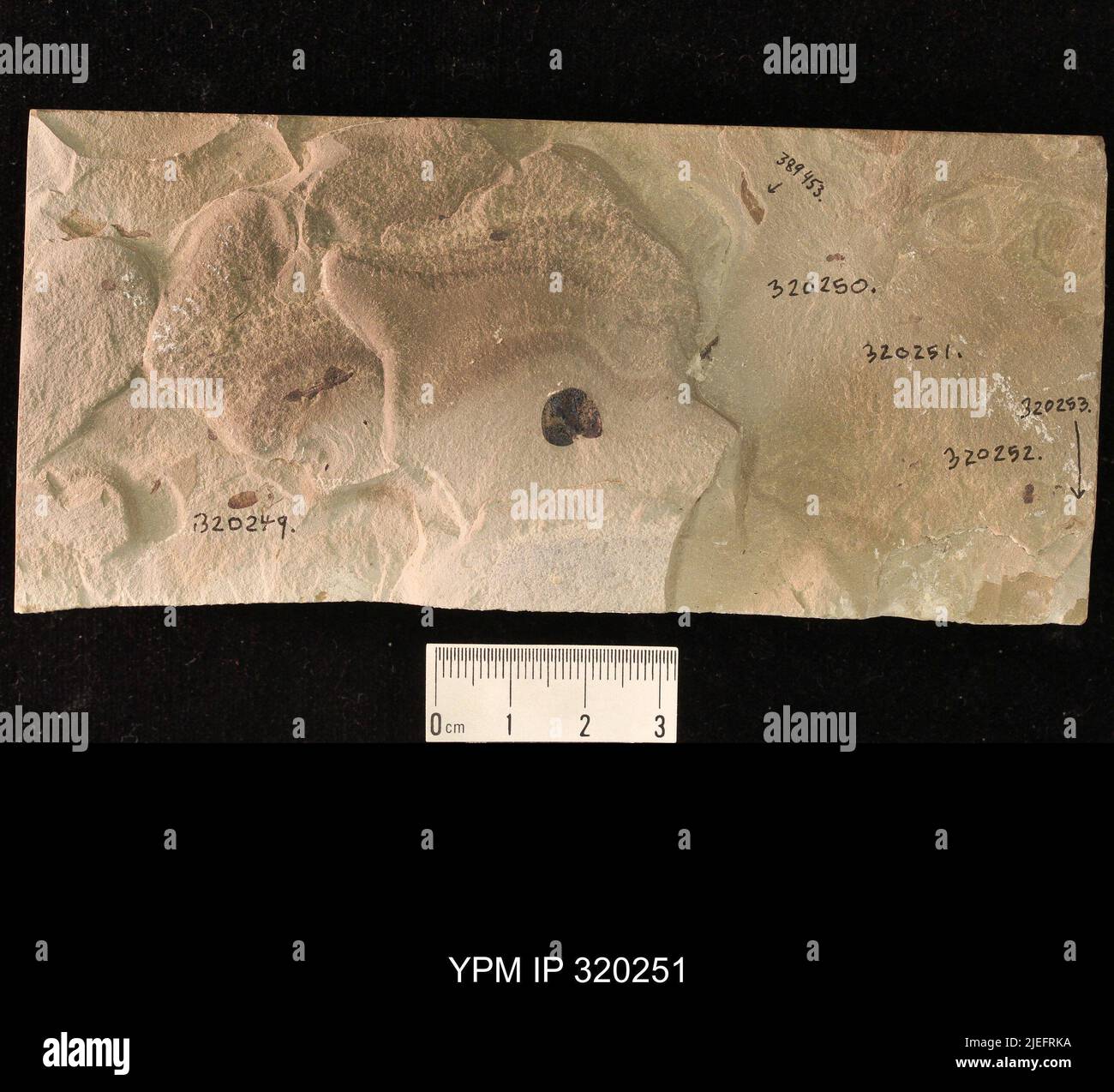 Undet pterygota animalia hi-res stock photography and images - Alamy