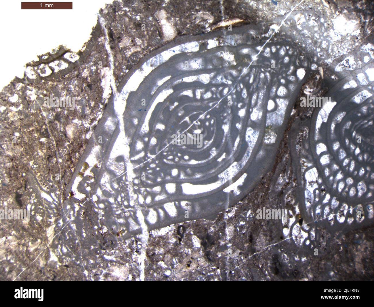 Triticites creekensis thompson protista hi-res stock photography and ...