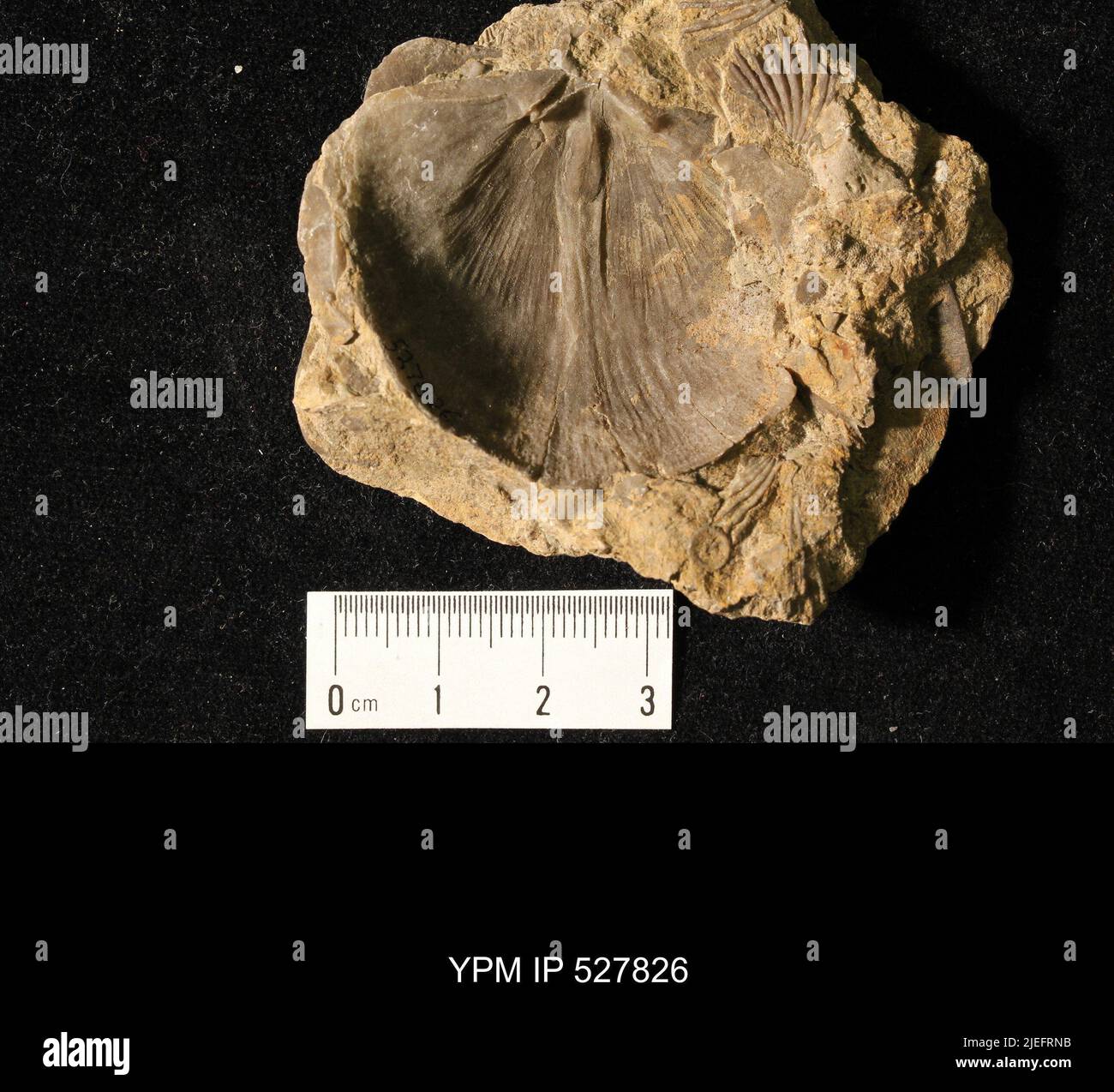 Rafinesquina alternata conrad hi-res stock photography and images - Alamy