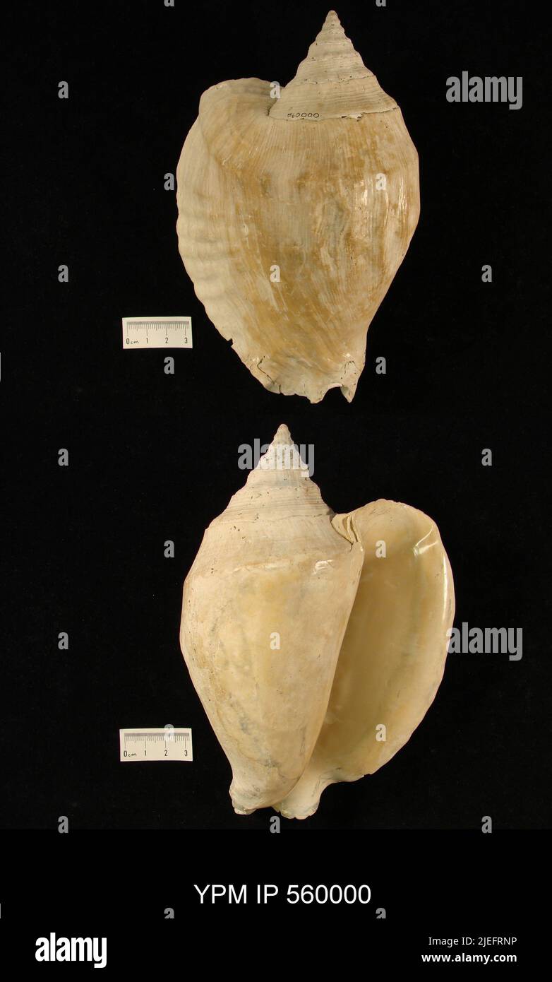 Strombus leidyi heilprin animalia hi-res stock photography and images ...