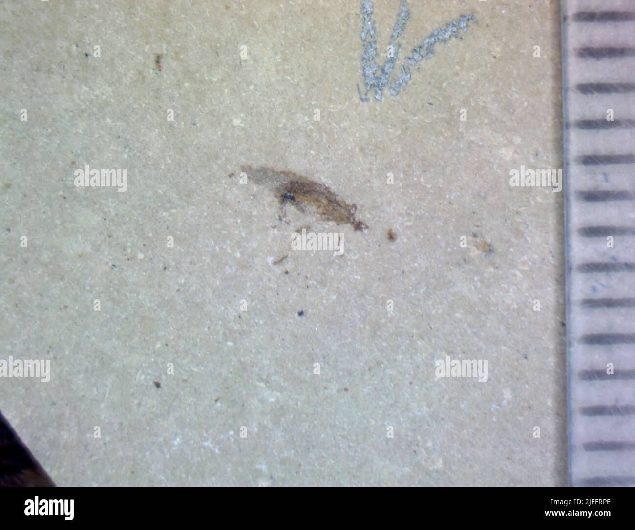 Undet pterygota animalia hi-res stock photography and images - Alamy