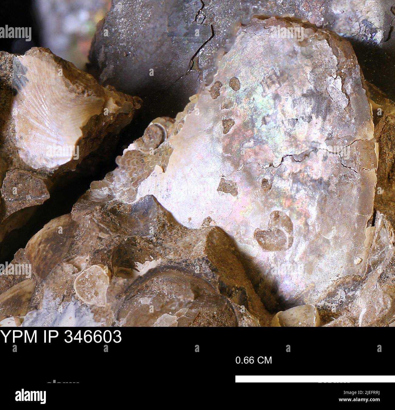 Sphenodiscus hi-res stock photography and images - Alamy