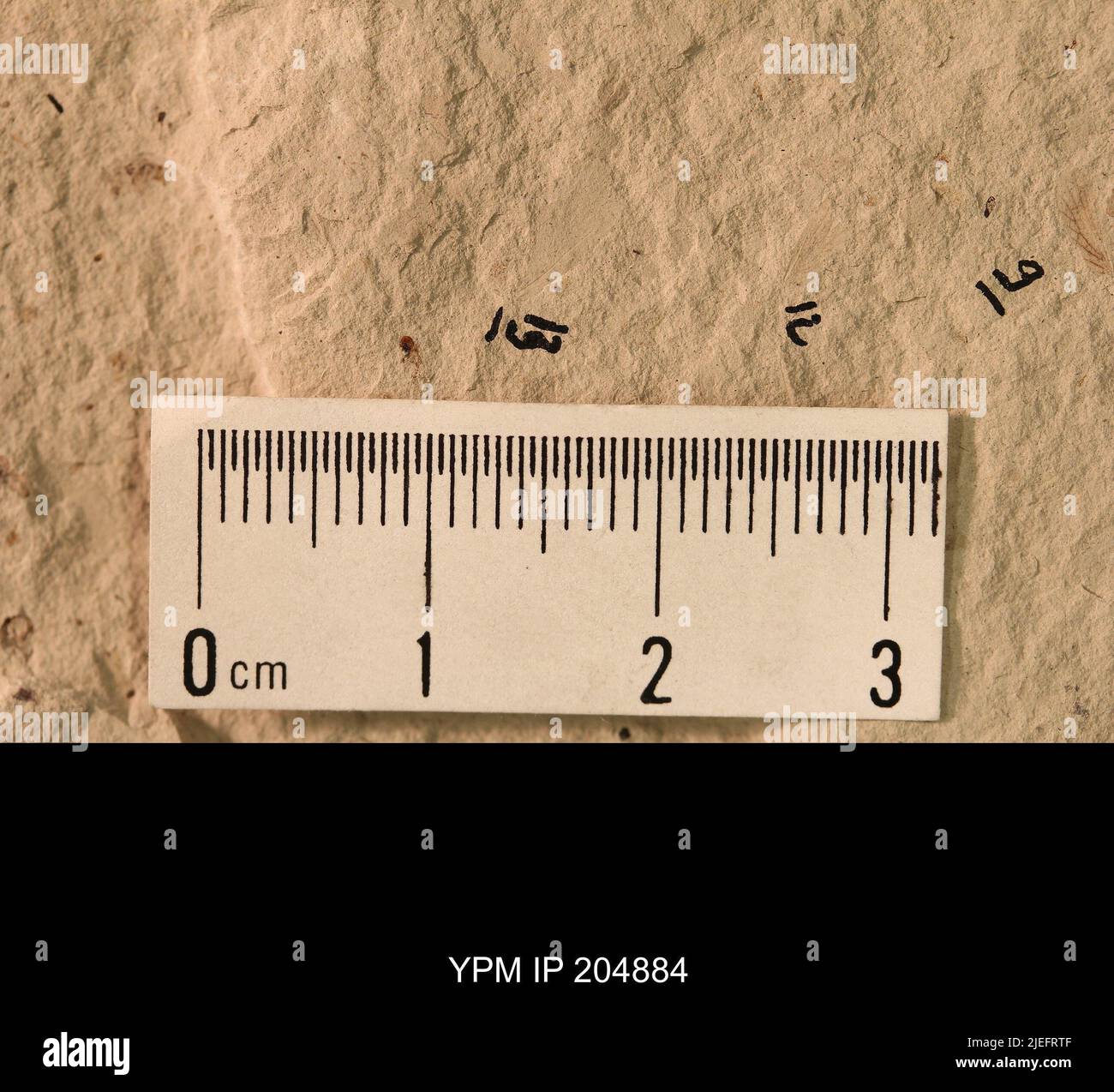 Lisca minuta Sellards Stock Photo - Alamy