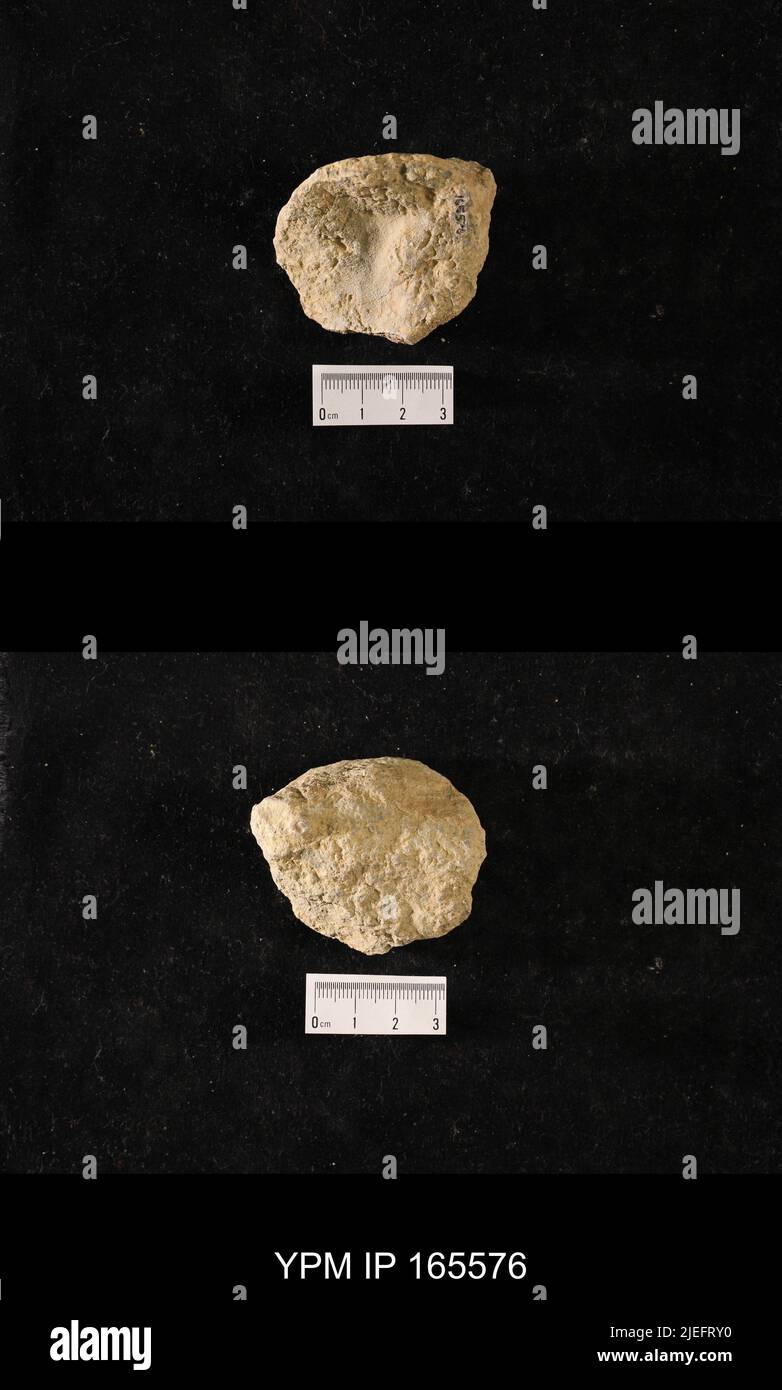 Spongia sp hi-res stock photography and images - Alamy