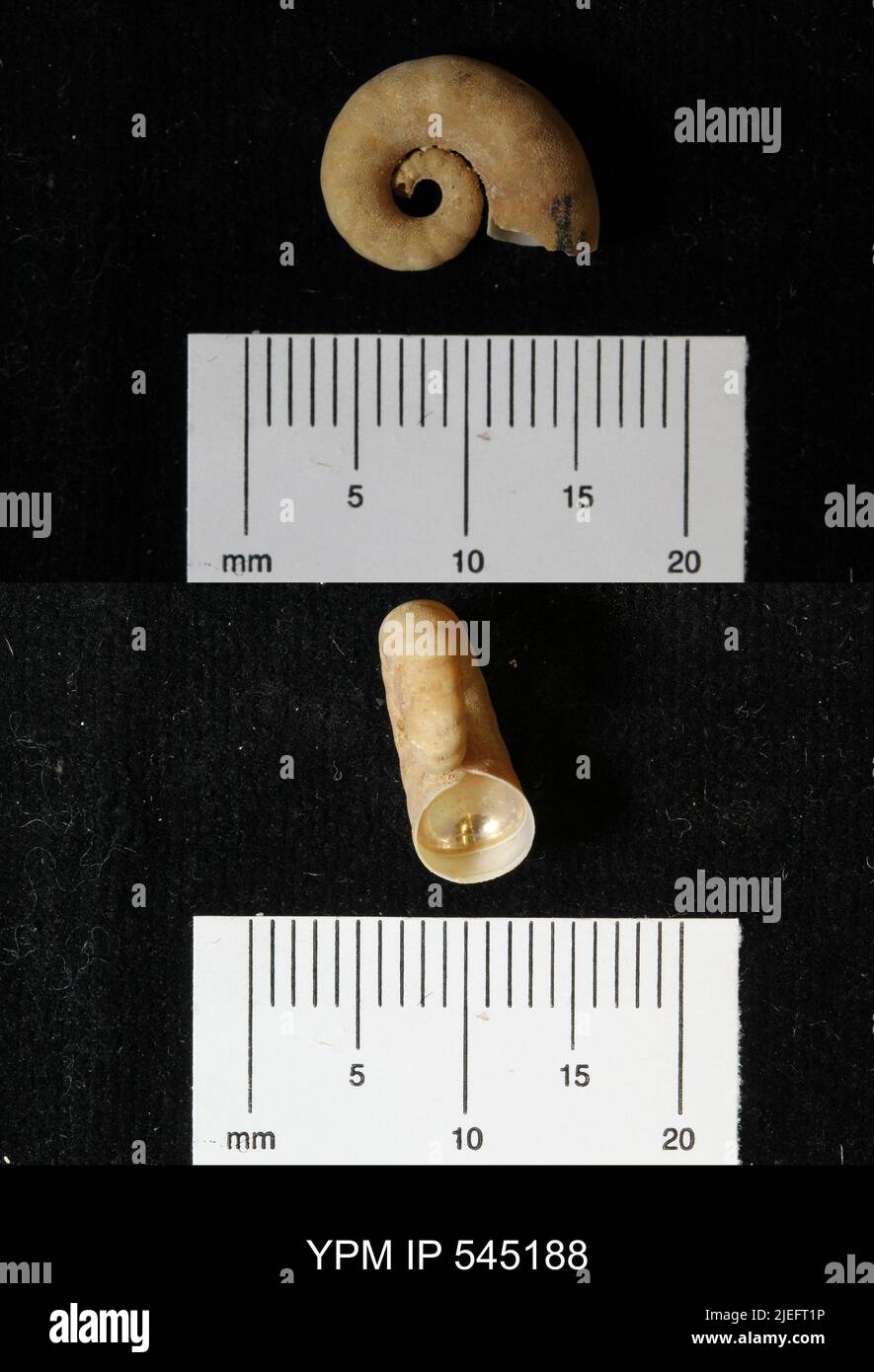 Cephalopoda spirula hi-res stock photography and images - Alamy