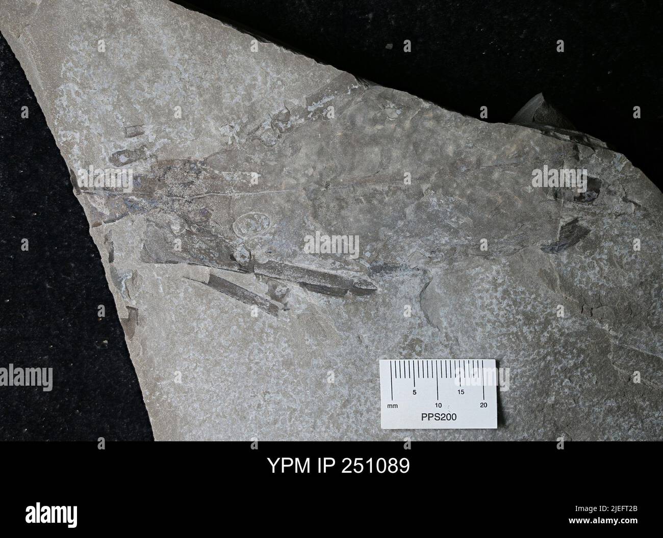 Crustaceans thorax hi-res stock photography and images - Alamy