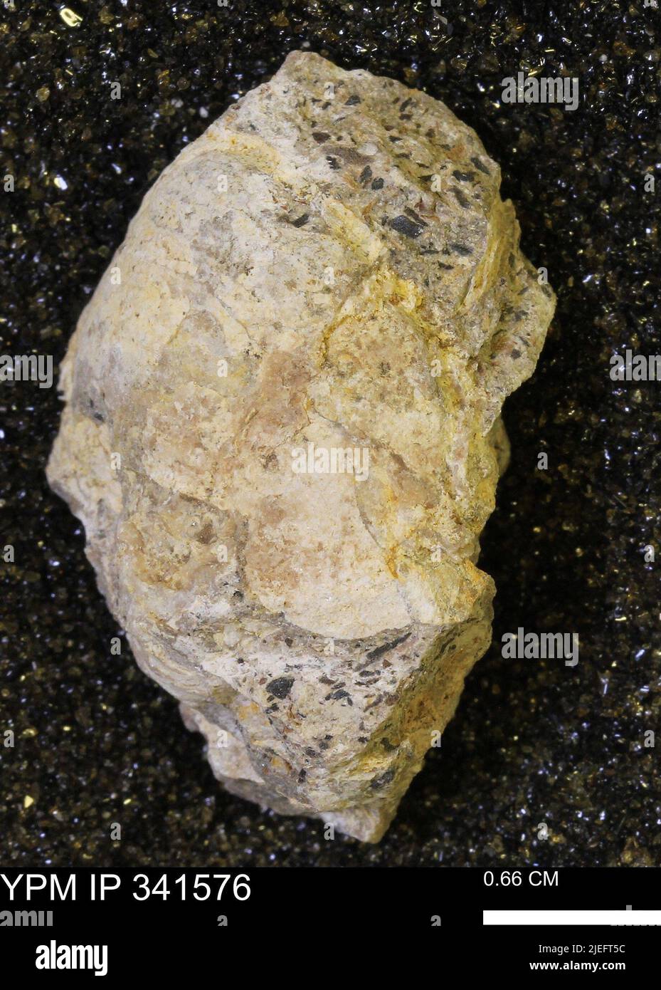 Scaphites hi-res stock photography and images - Alamy