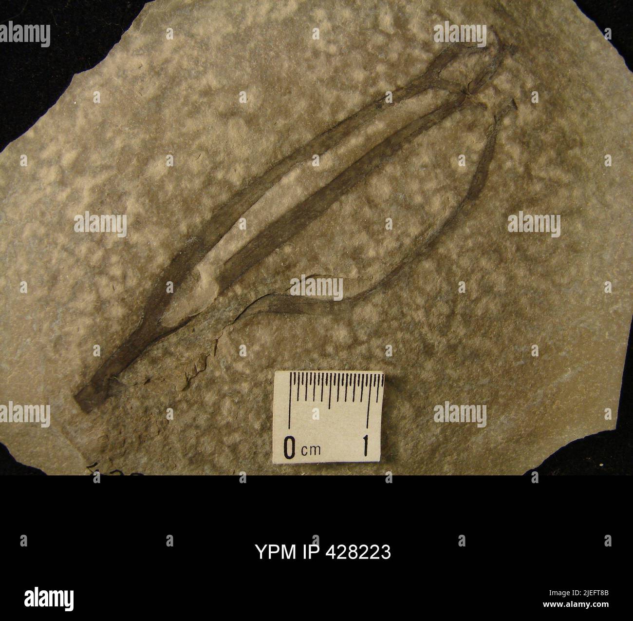 Cooksonia hi-res stock photography and images - Alamy