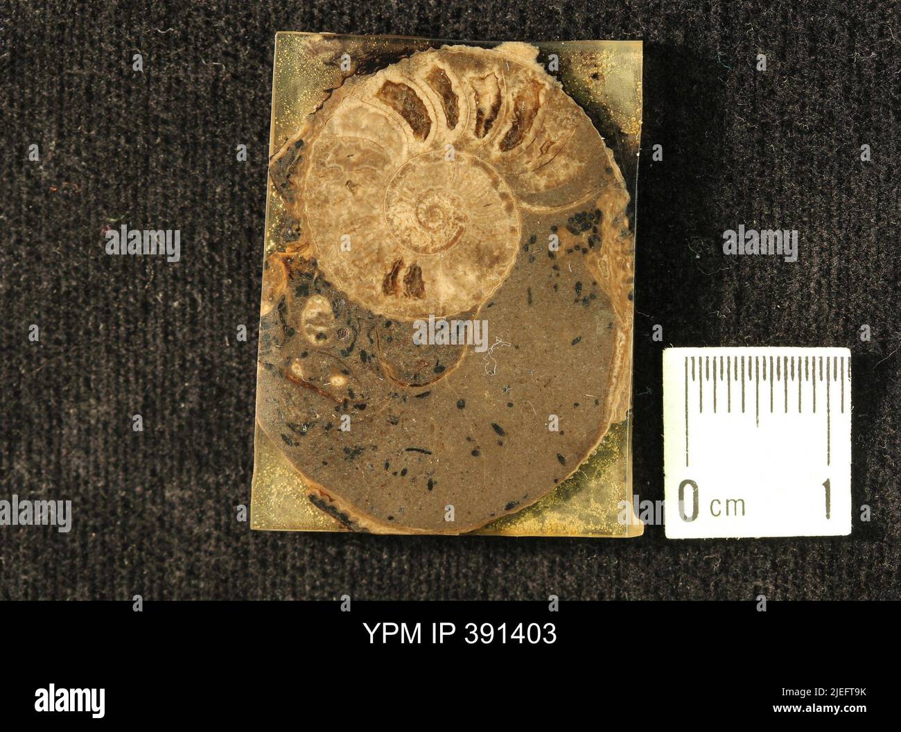 Scaphites whitfieldi Cobban Stock Photo - Alamy