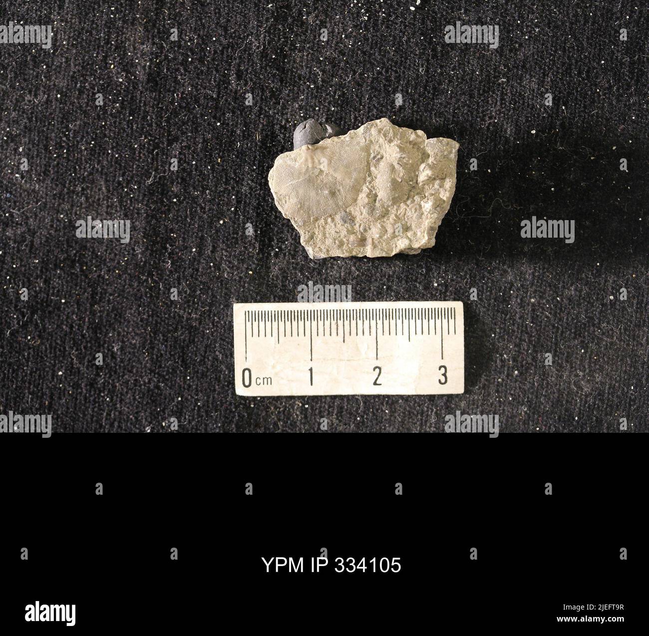 Rafinesquina squamula james hi-res stock photography and images - Alamy