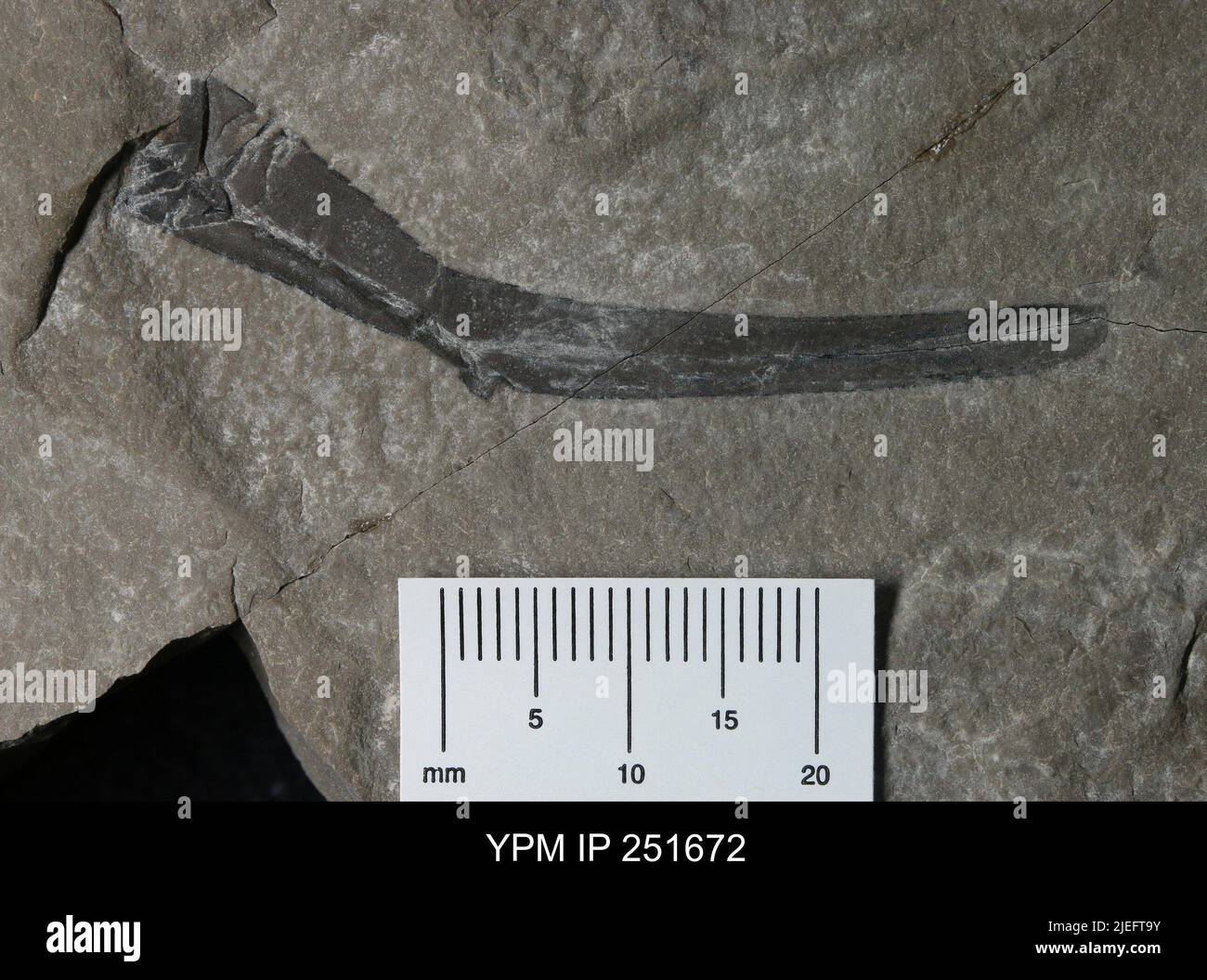 Eurypterus sp animalia hi-res stock photography and images - Alamy