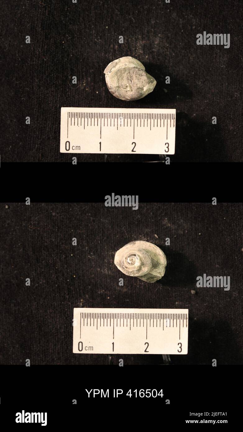 1835 animalia hi-res stock photography and images - Alamy