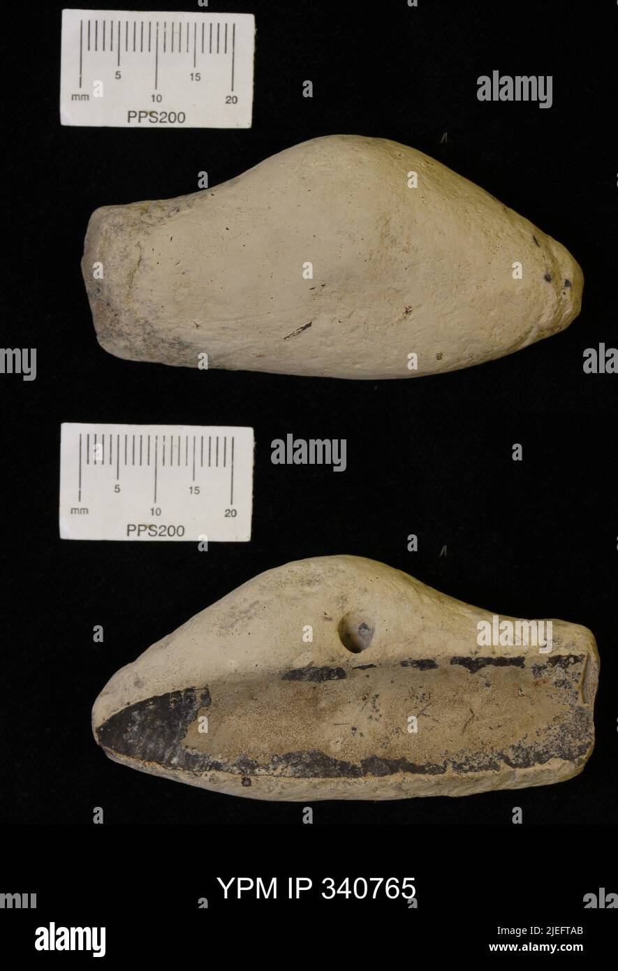 Belemnites sp hi-res stock photography and images - Alamy