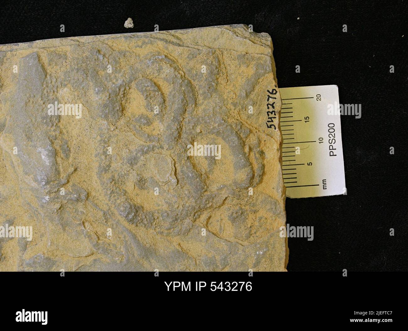 Planolites sp ichnofossil hi-res stock photography and images - Alamy