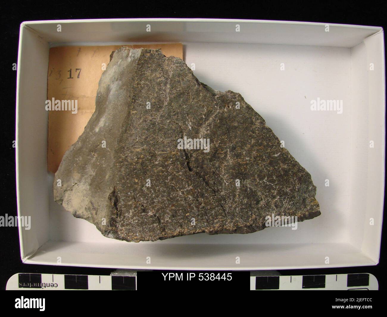 Foraminifera forams hi-res stock photography and images - Alamy