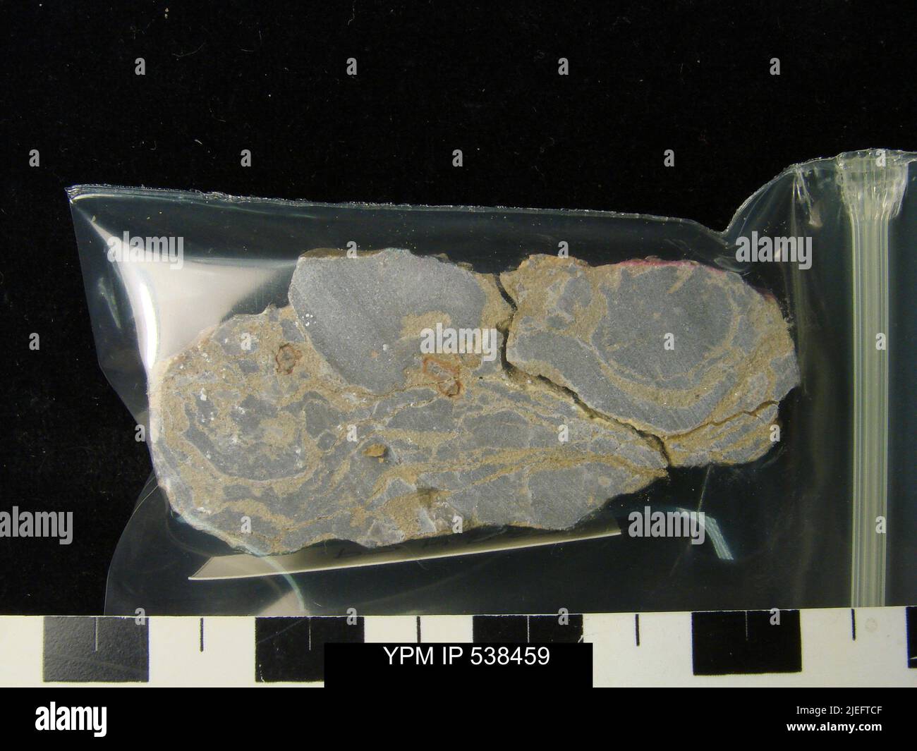 Structures of marine organisms hi-res stock photography and images - Alamy