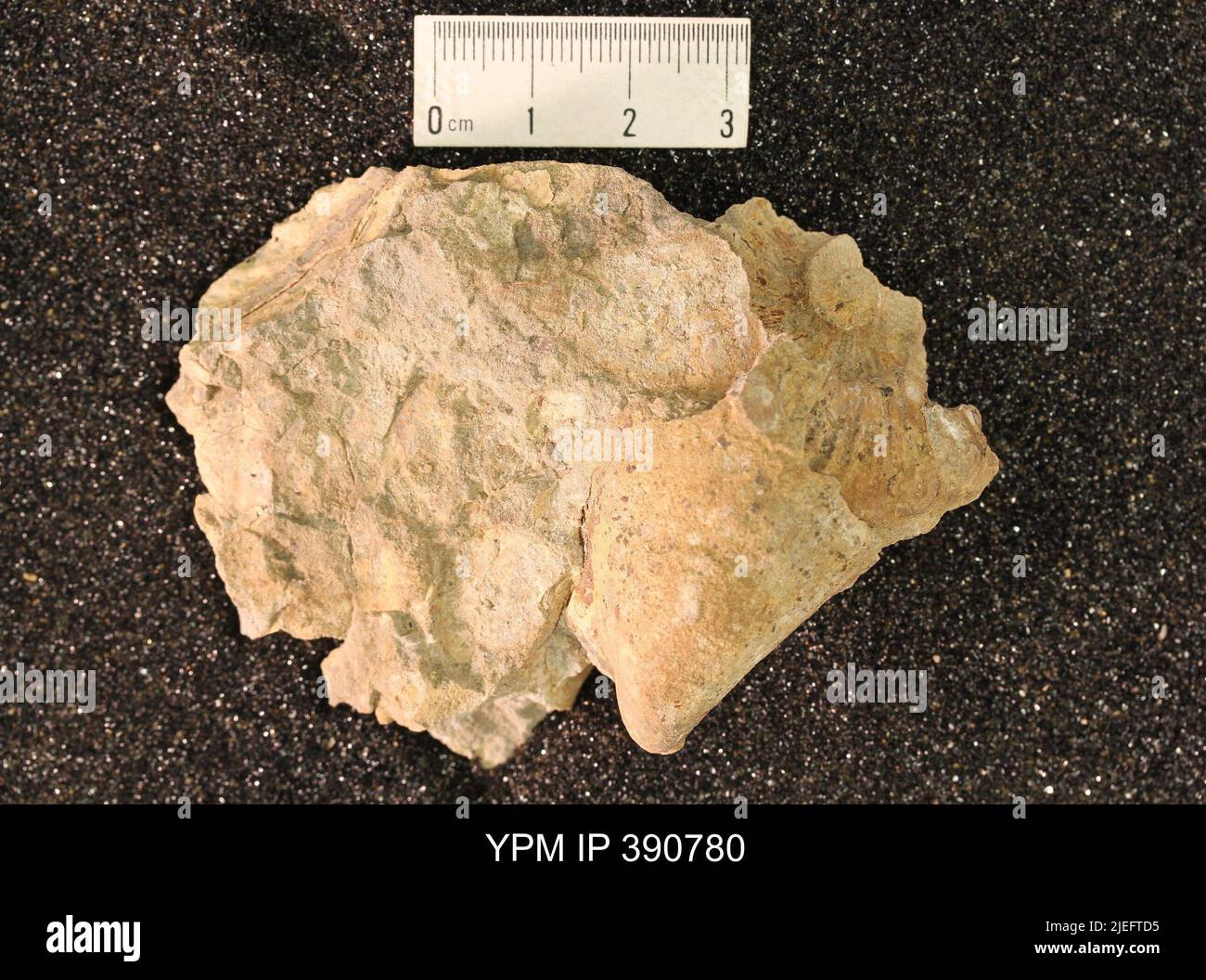 Ammonoidea order hi-res stock photography and images - Alamy