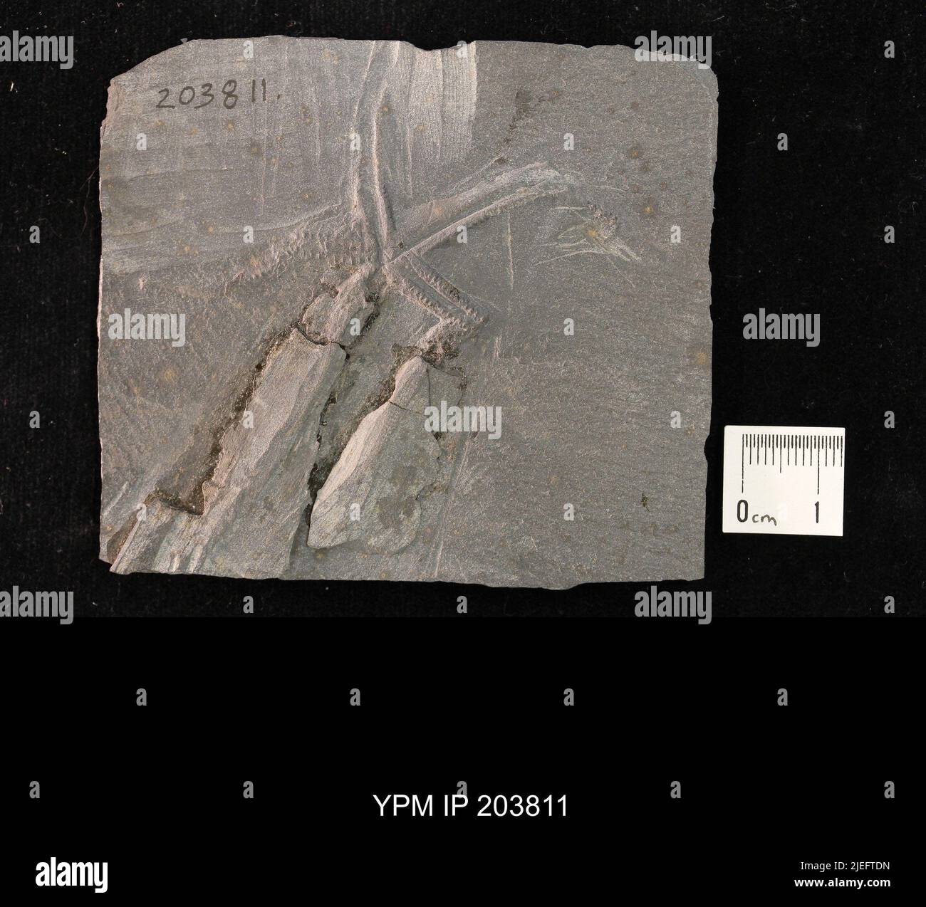 Urasterella asperula roemer animalia hi-res stock photography and ...