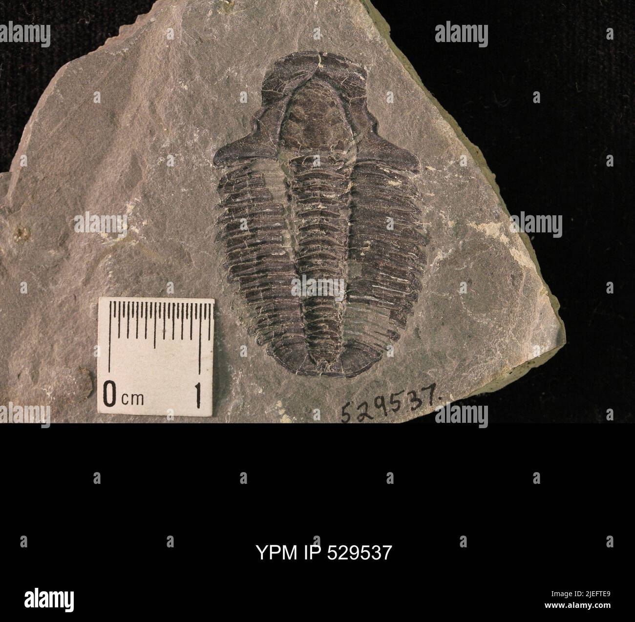 Modocia laevinucha Robison, 1964 Stock Photo - Alamy