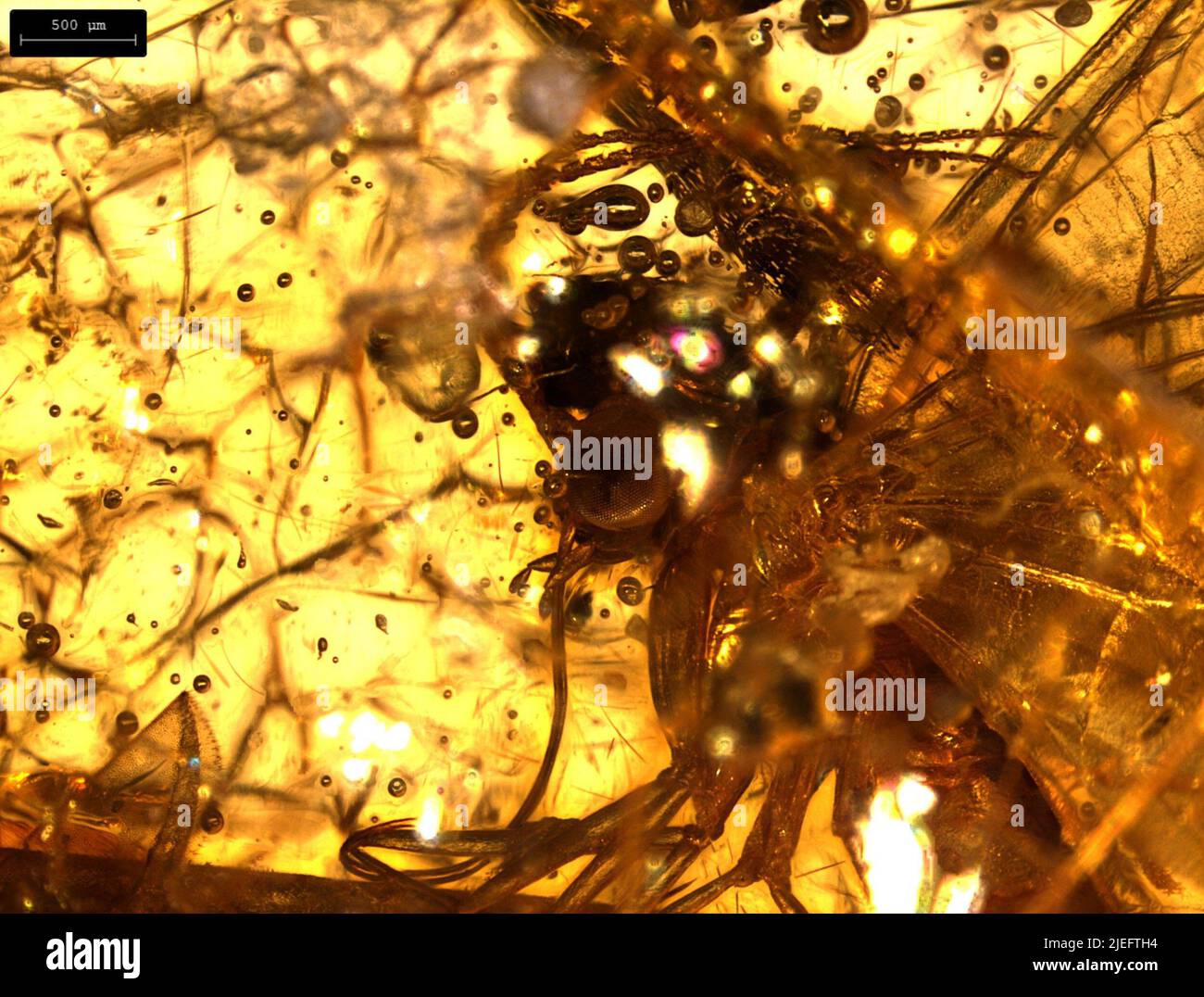 Lepidoptera taxonomy hi-res stock photography and images - Alamy