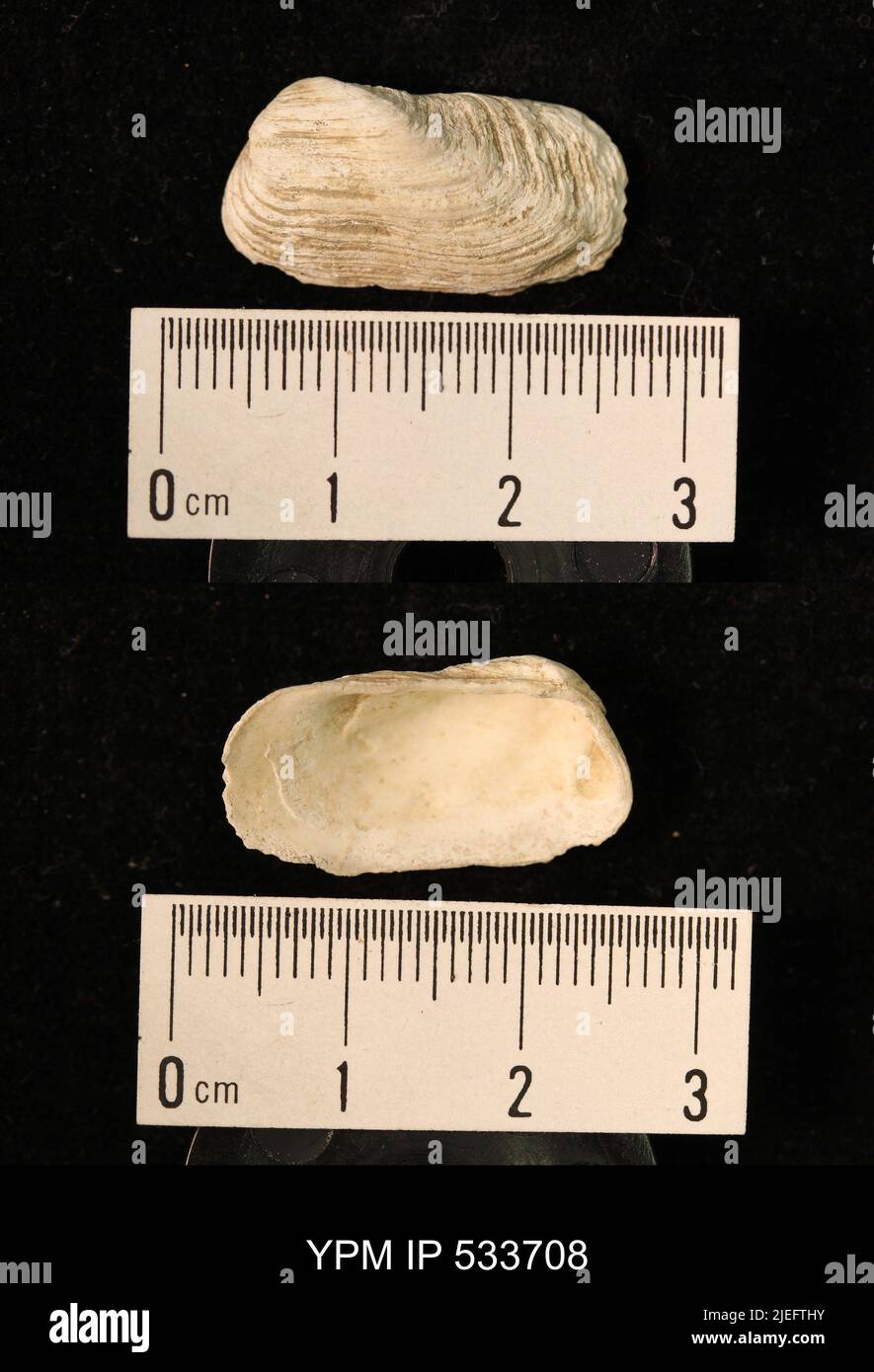 Yoldia shell hi-res stock photography and images - Alamy