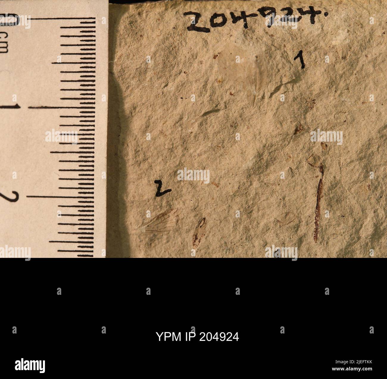 Order blattaria hi-res stock photography and images - Alamy