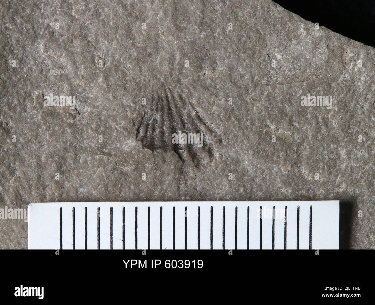 Undet rhynchonellidae animalia hi-res stock photography and images - Alamy