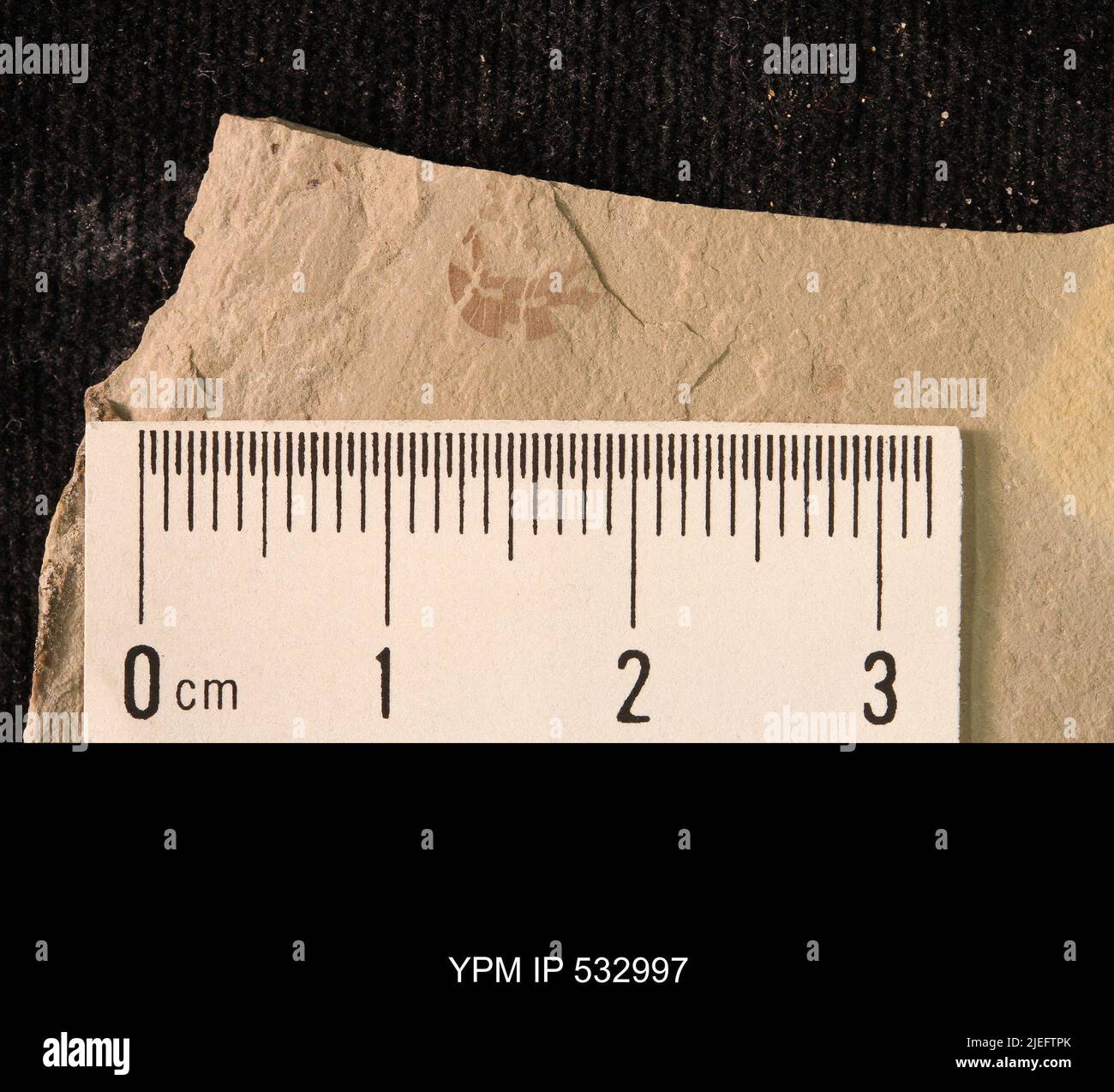 Annelida segmented worms hi-res stock photography and images - Alamy