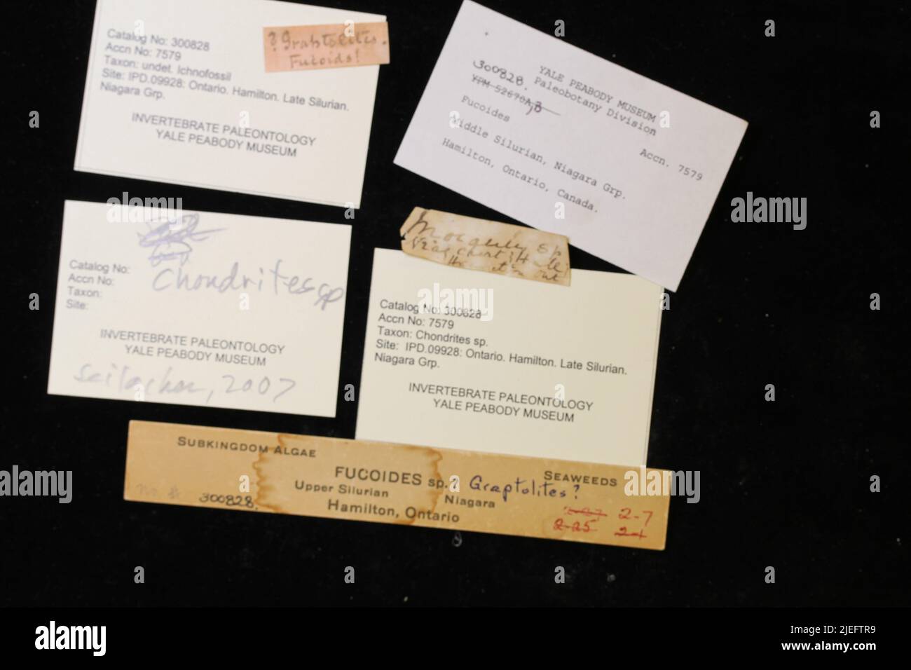 Chondrites sp ichnofossil hi-res stock photography and images - Alamy