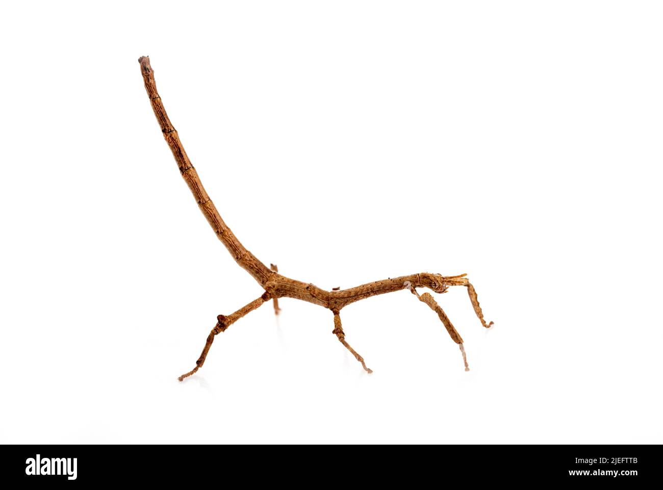stick insect Achrioptera manga in front of white background Stock Photo ...