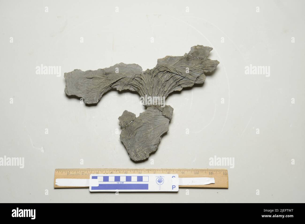 Pentacrinites hi-res stock photography and images - Alamy