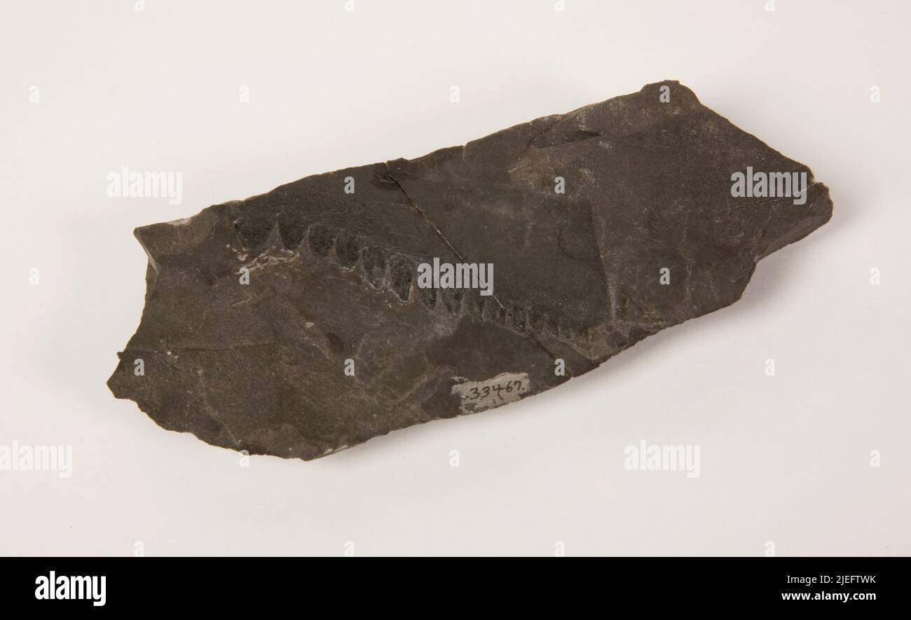 Pterygotus acutiramus bohemicus barrande animalia hi-res stock ...